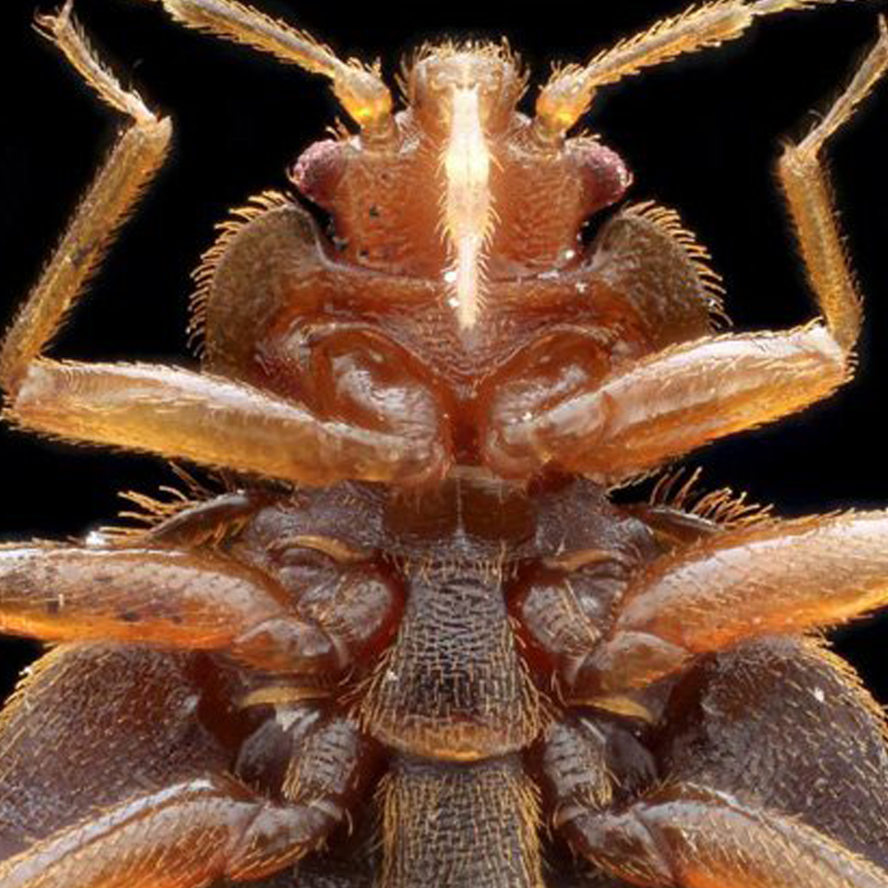 Scientists Map the Genome of the Common Bed Bug - Heat Zone Pest Control